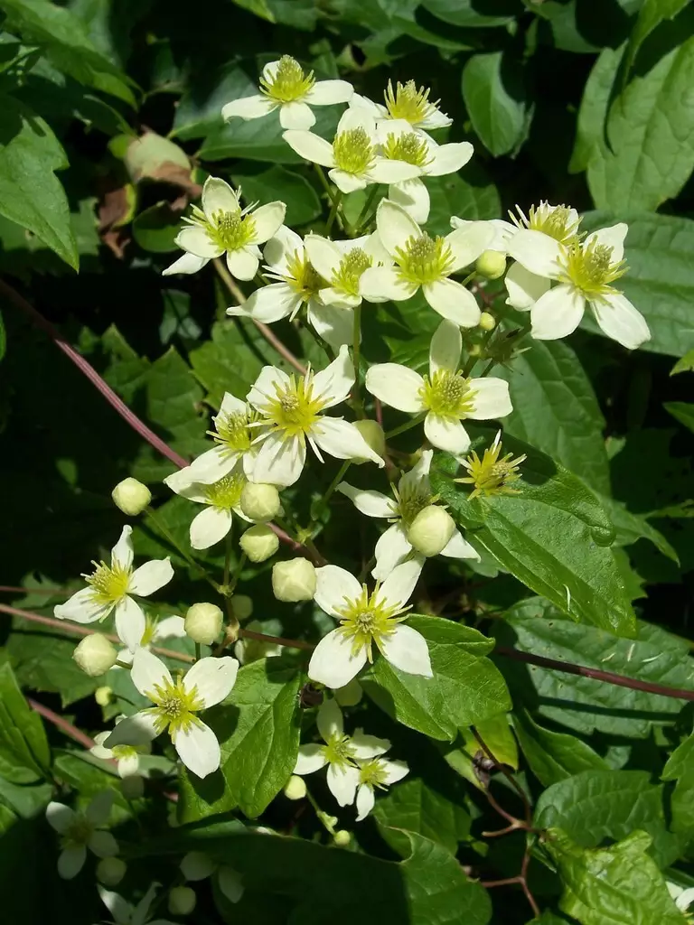 Clematis virginiana - Vine - Devil's Darning Needles, Virgin's Bower