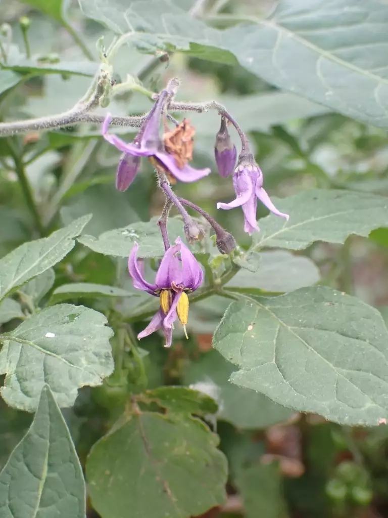 Solanum dulcamara - Medicinal Herbs,Vine - Bittersweet Nightshade ...