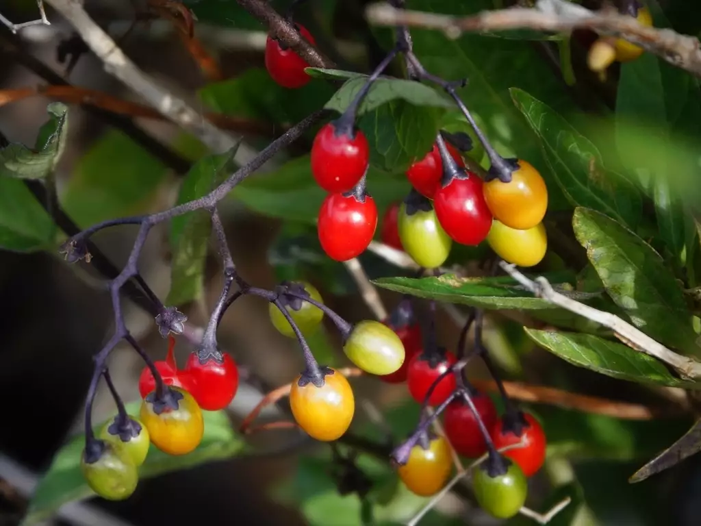 Solanum dulcamara - Medicinal Herbs,Vine - Bittersweet Nightshade ...