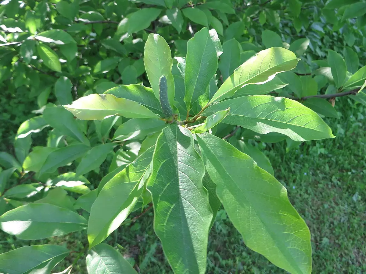 Magnolia salicifolia - Flowering Tree - Anise Magnolia, Willow-leaved ...