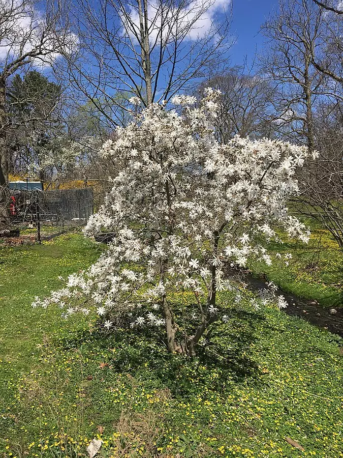 Magnolia salicifolia - Flowering Tree - Anise Magnolia, Willow-leaved ...