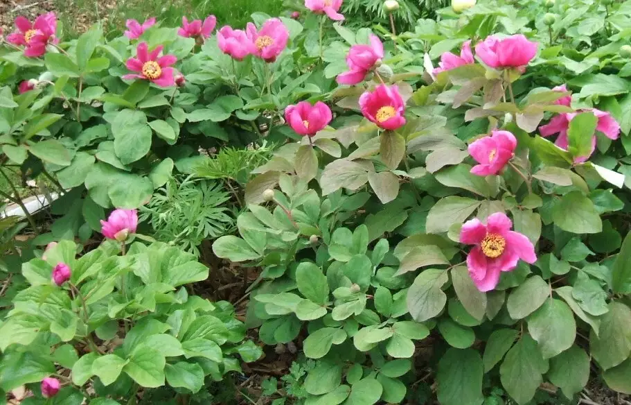 Paeonia obovata - Web page Navigation - Japanese Pink Woodland Peony ...