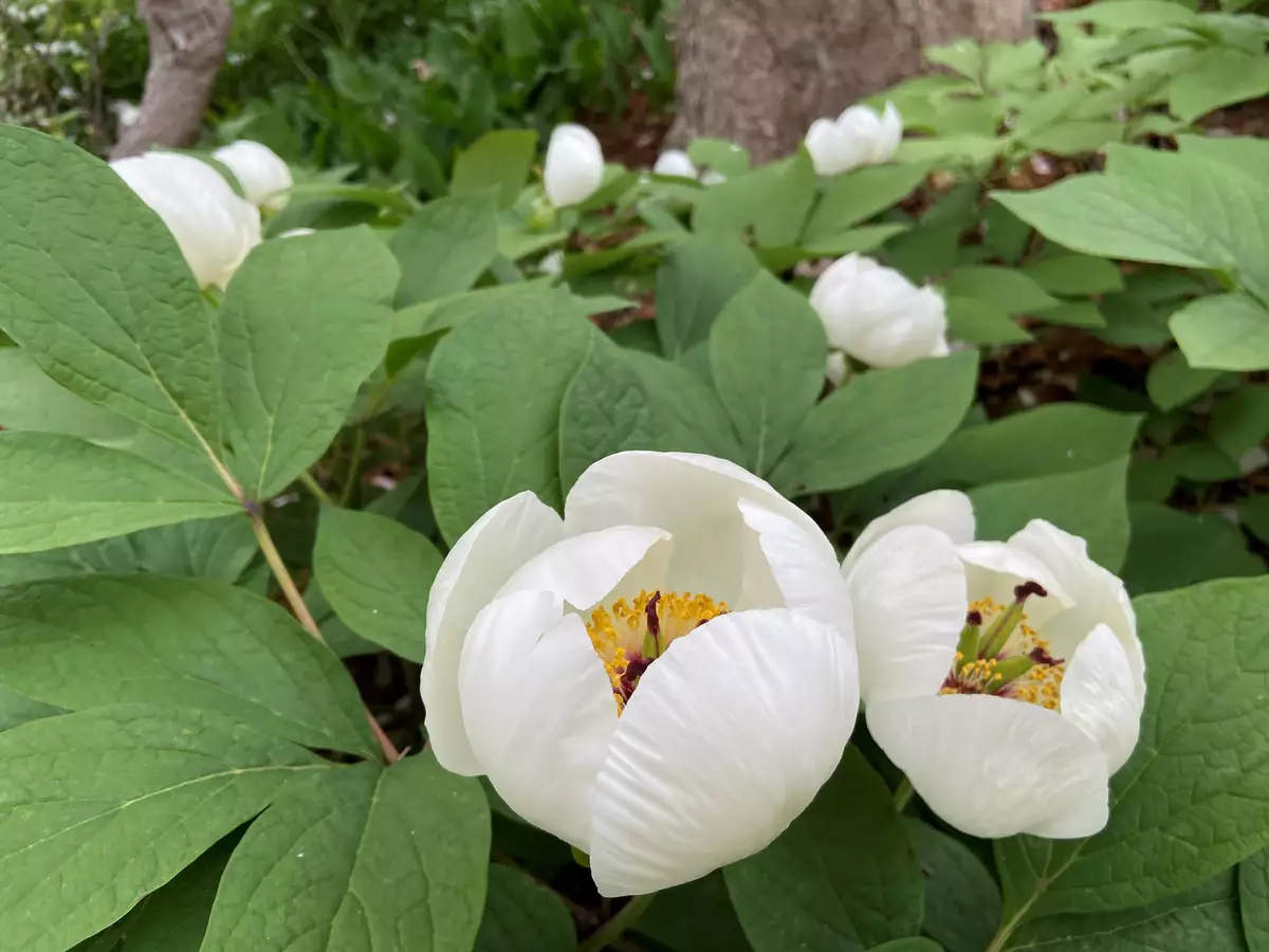 Paeonia obovata ssp. japonica - Web page Navigation - Japanese Woodland ...