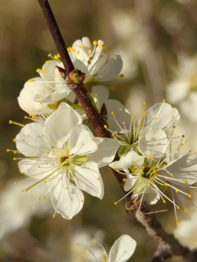 Prunus americana - Fruit & Vegetable,Fruits,Shrub - American Plum ...