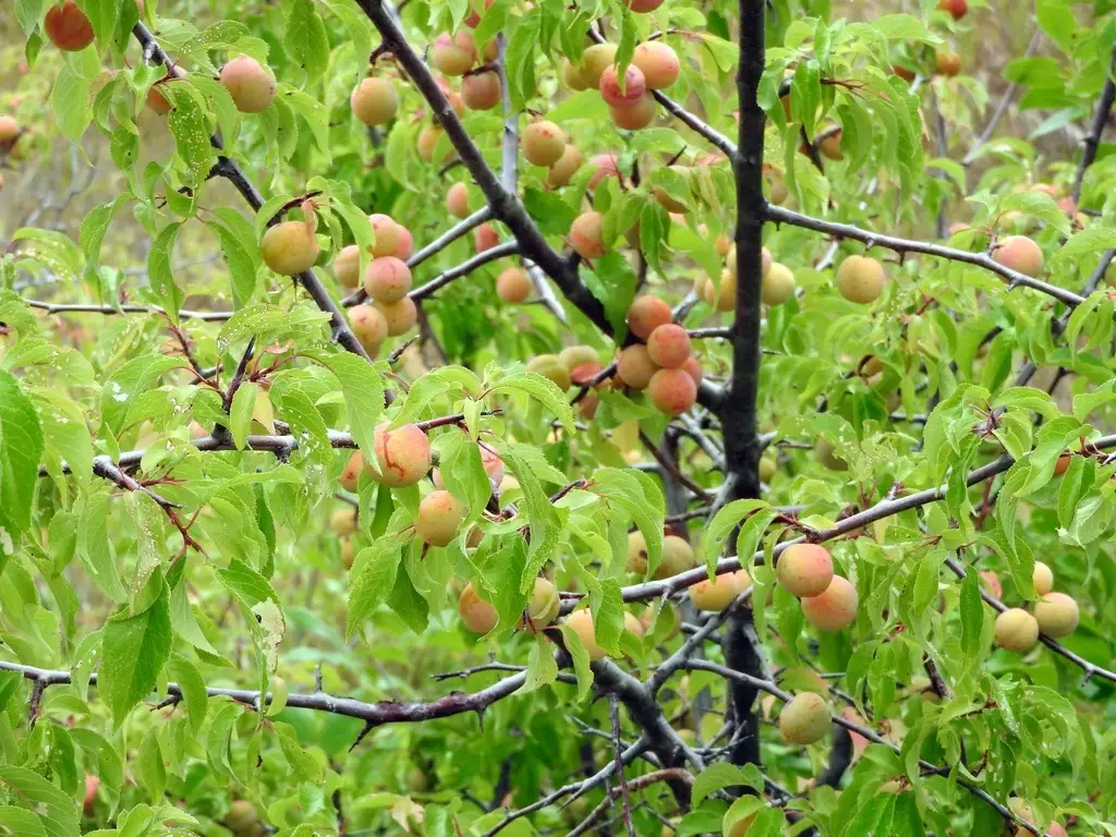 Prunus americana - Fruit & Vegetable,Fruits,Shrub - American Plum ...