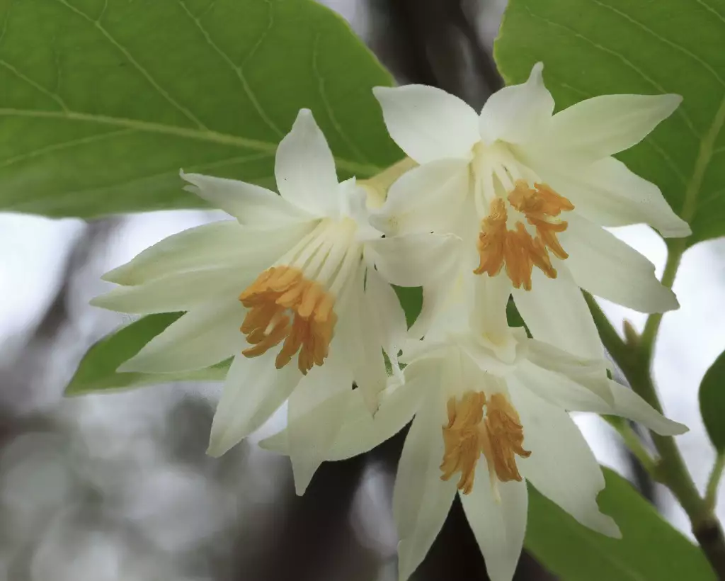 Styrax officinalis ssp. redivivus - Web page Navigation - Bitternut ...