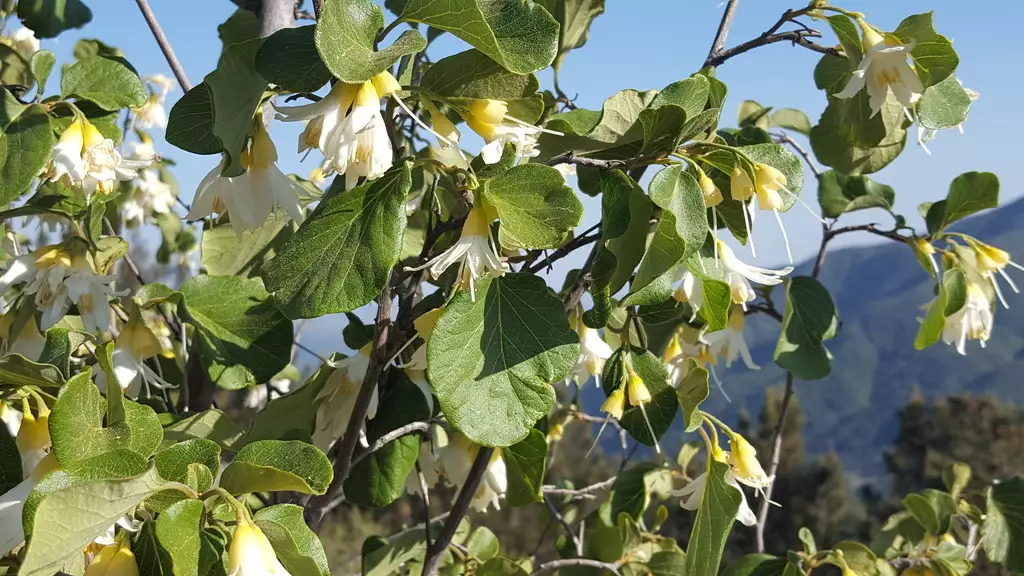 Styrax officinalis ssp. redivivus - Web page Navigation - Bitternut ...