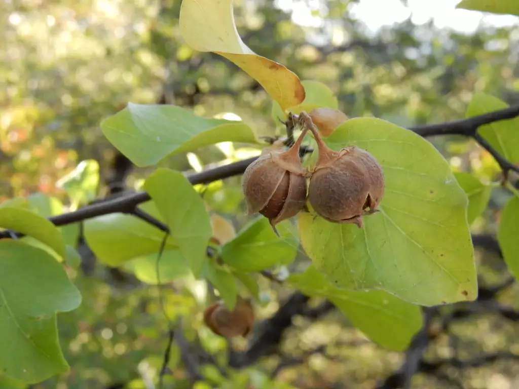 Styrax officinalis ssp. redivivus - Web page Navigation - Bitternut ...