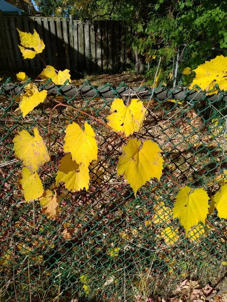 Vitis riparia - Vine - Riverbank Grape