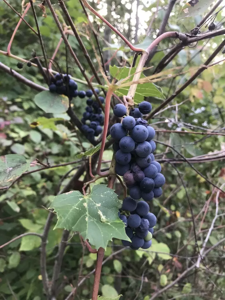 Vitis riparia - Vine - Riverbank Grape