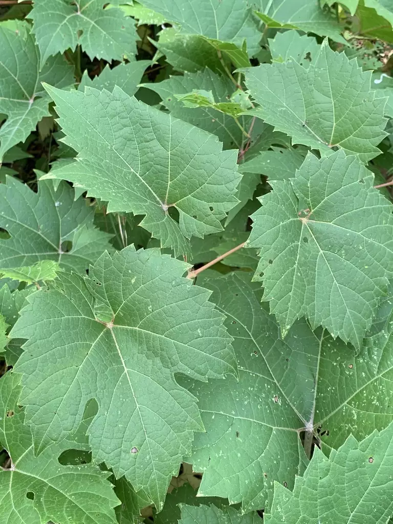 Vitis riparia - Vine - Riverbank Grape