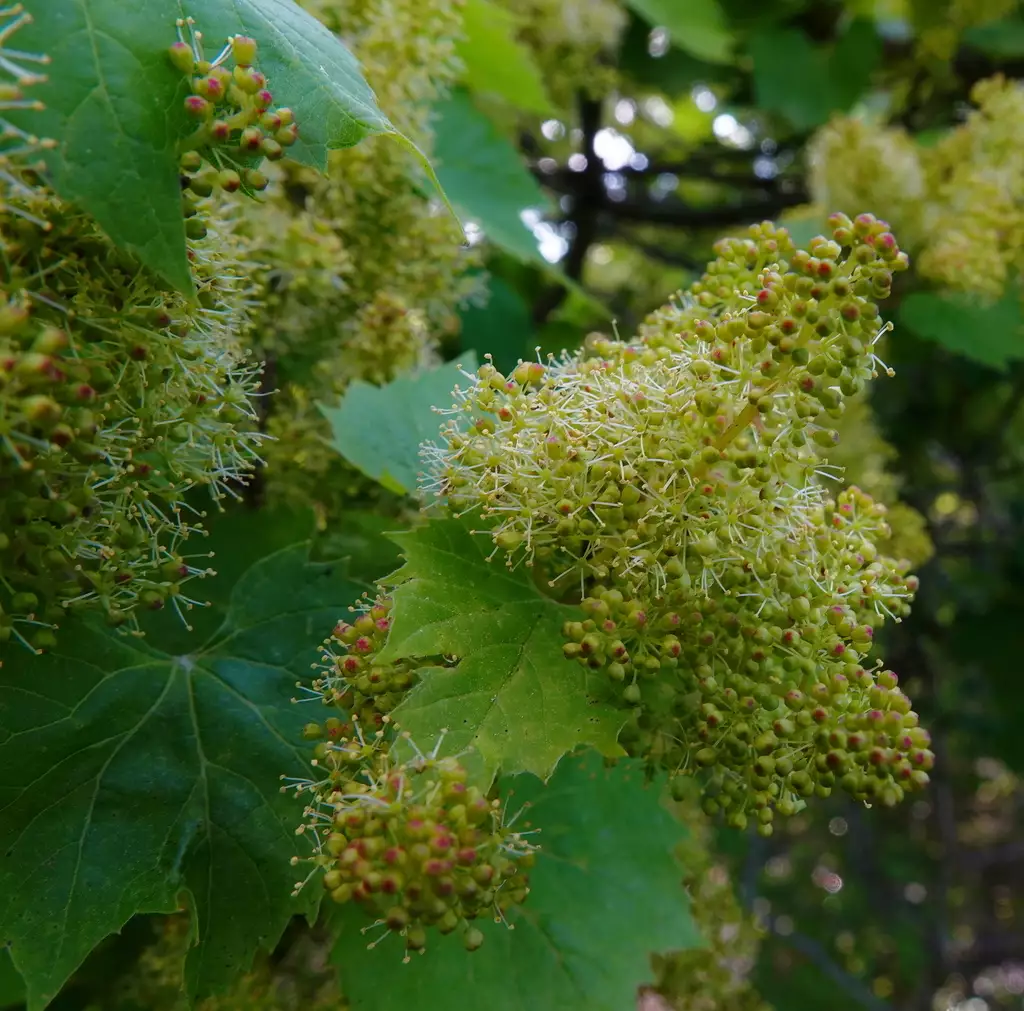 Vitis riparia - Vine - Riverbank Grape