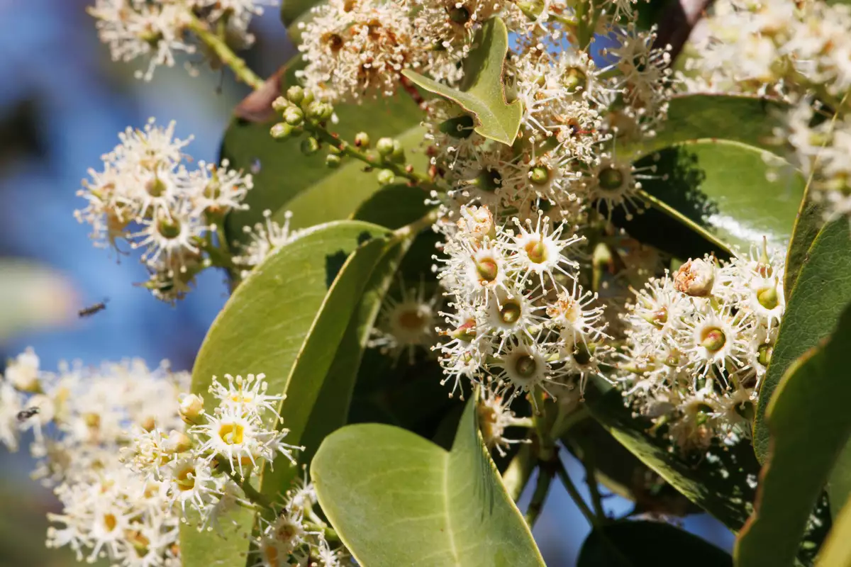 Prunus lyonii - Shrub - Catalina Cherry