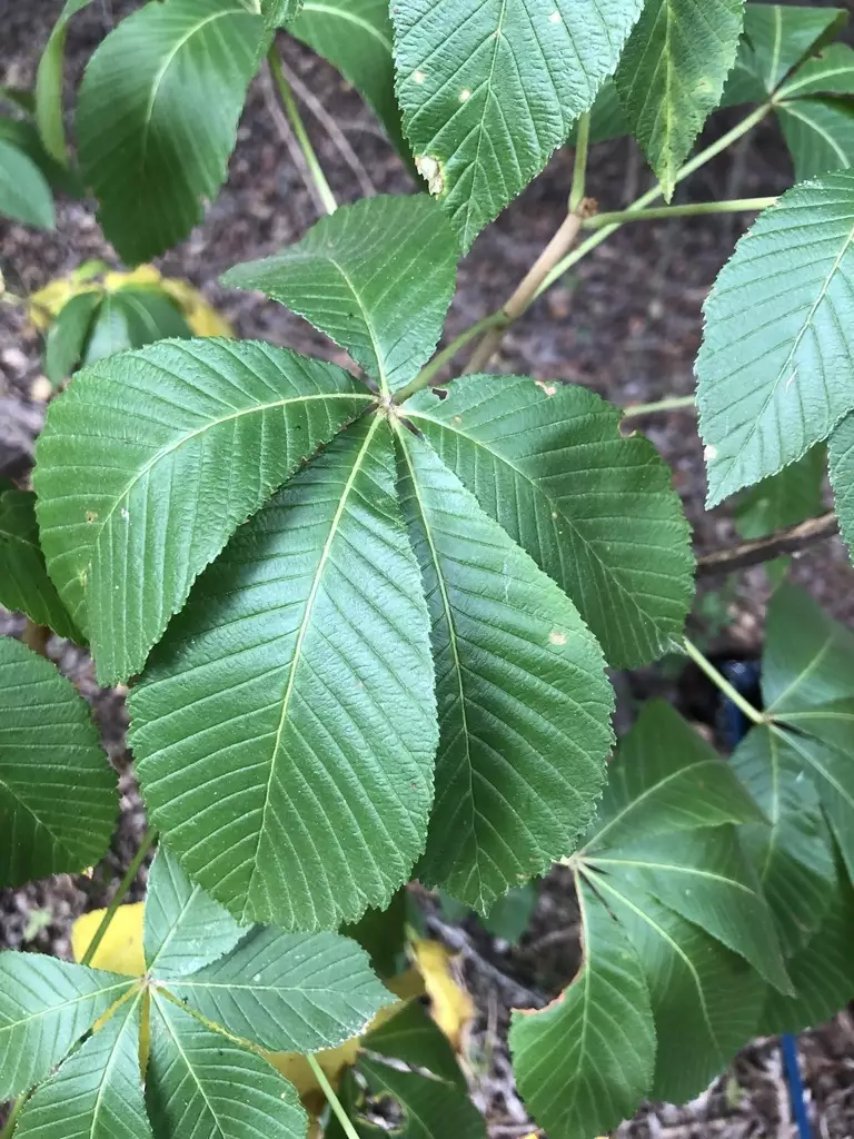 Aesculus pavia Northern - Deciduous,Flowering Tree - Firecracker Plant ...