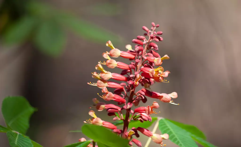 Aesculus pavia Northern - Deciduous,Flowering Tree - Firecracker Plant ...