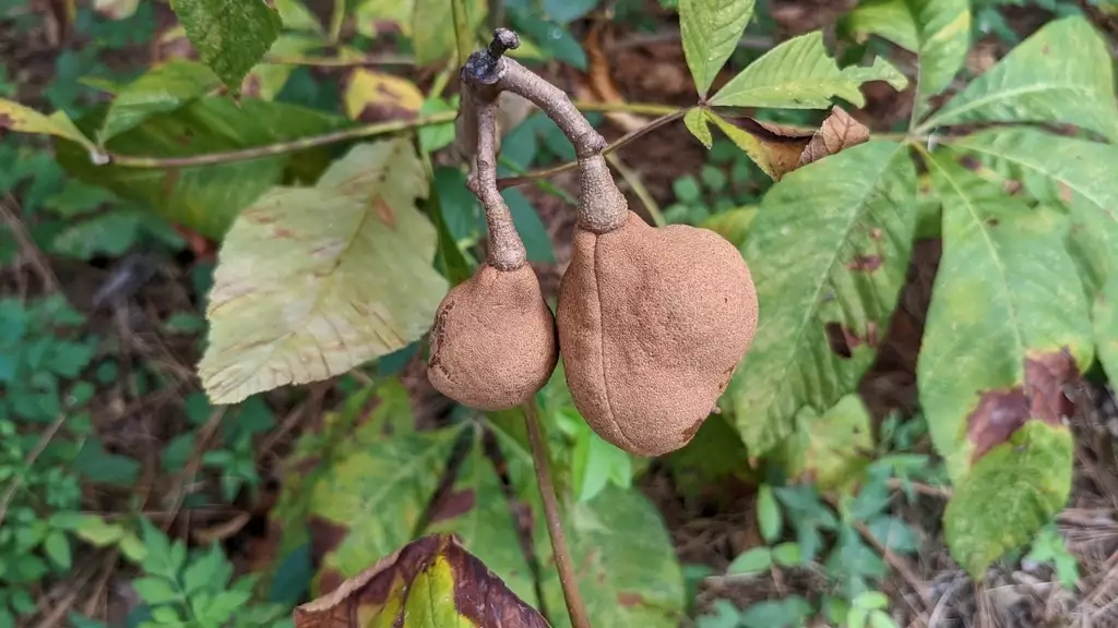 Aesculus pavia Northern - Deciduous,Flowering Tree - Firecracker Plant ...
