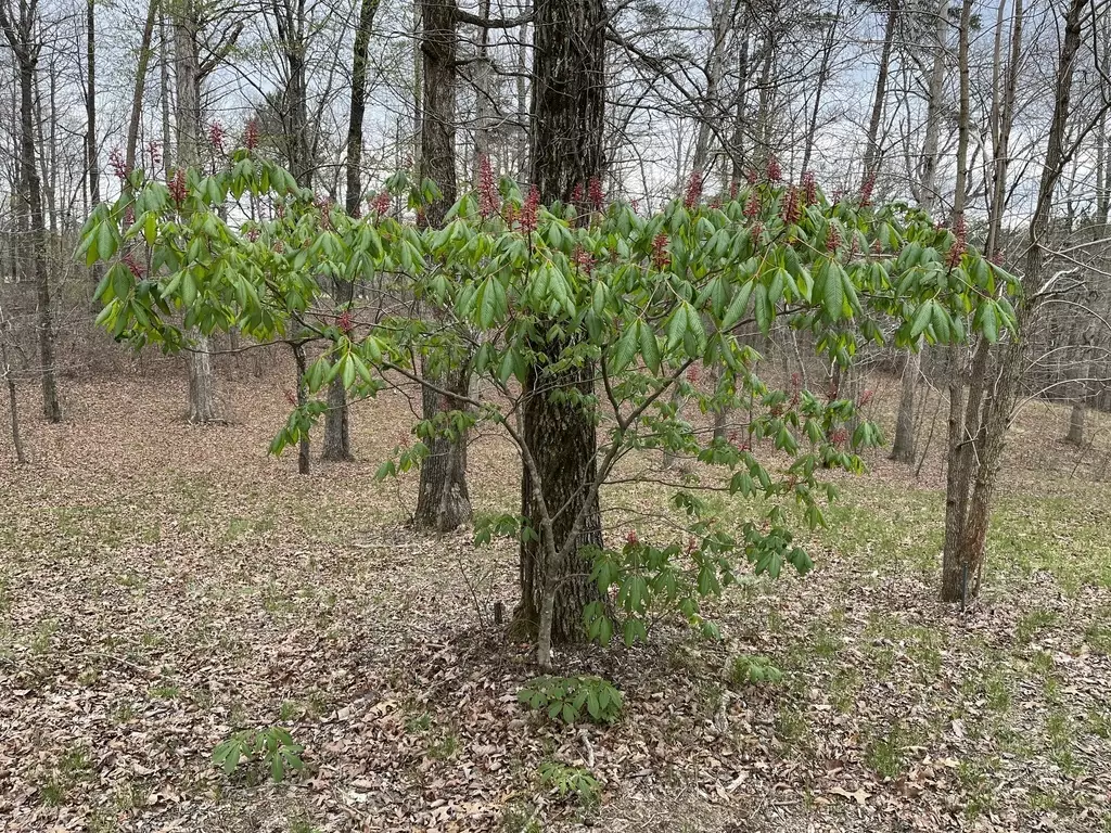 Aesculus pavia Northern - Deciduous,Flowering Tree - Firecracker Plant ...