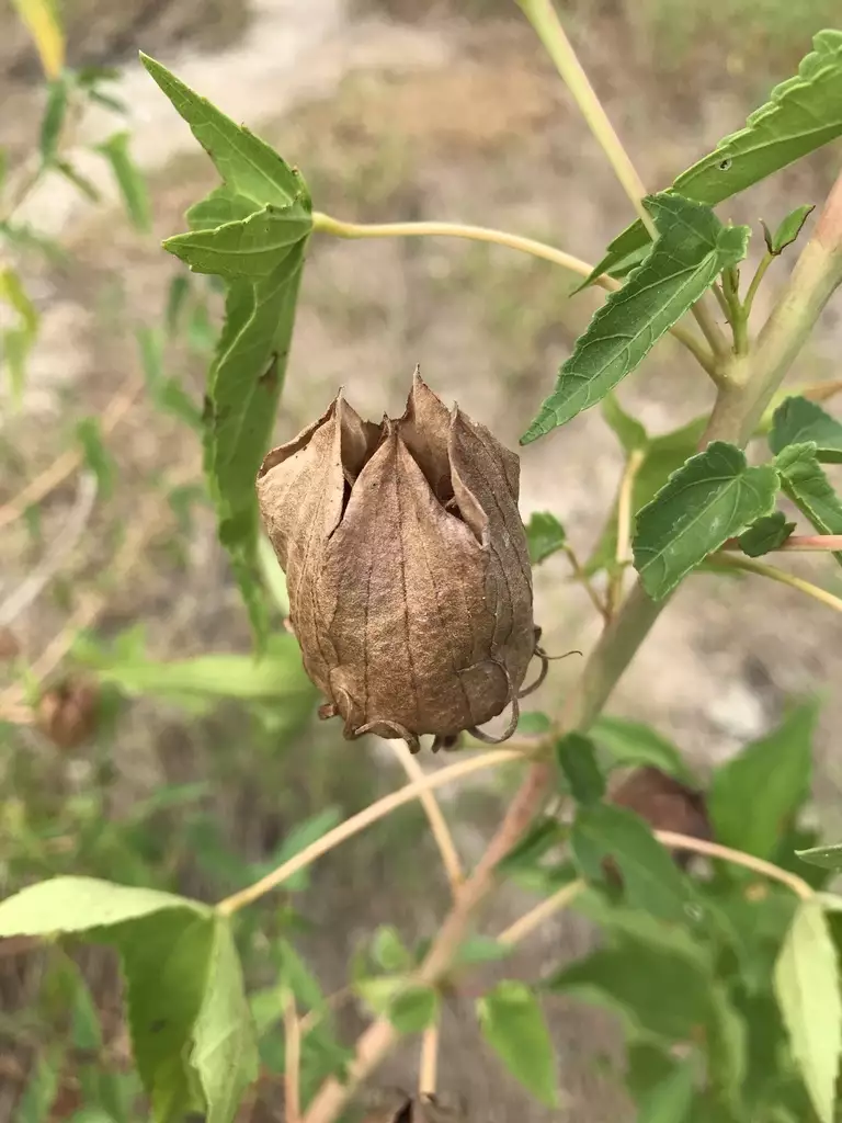 Hibiscus laevis - Web page Navigation - Halberdleaf Hibiscus ...