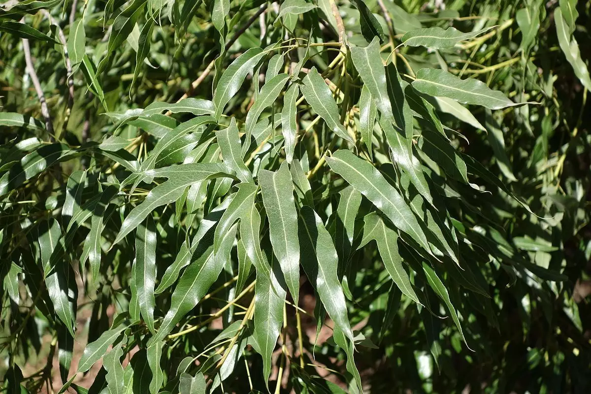 Brachychiton rupestris - Web page Navigation - Narrowleaf Bottle Tree ...