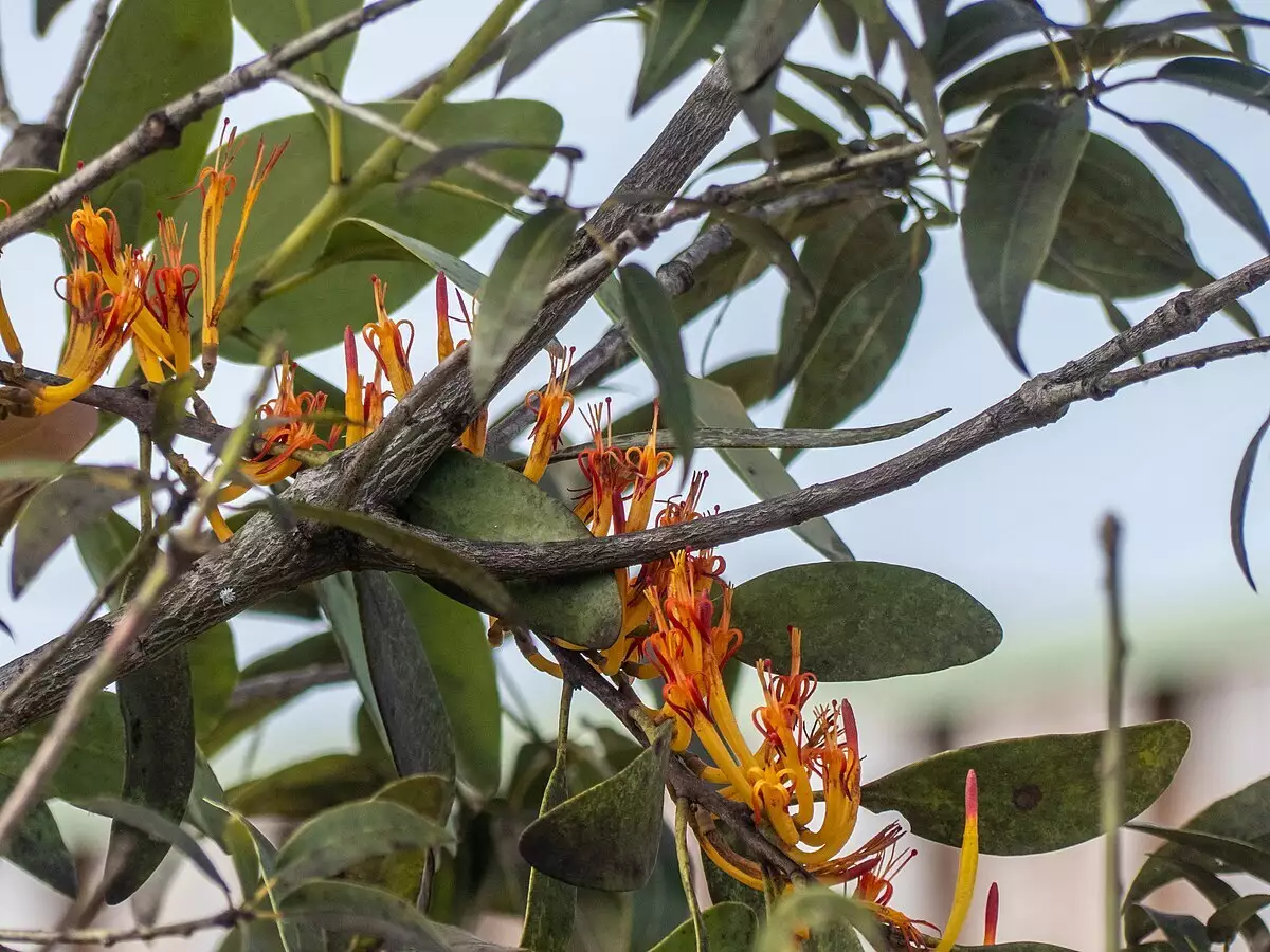 Brachychiton rupestris - Web page Navigation - Narrowleaf Bottle Tree ...