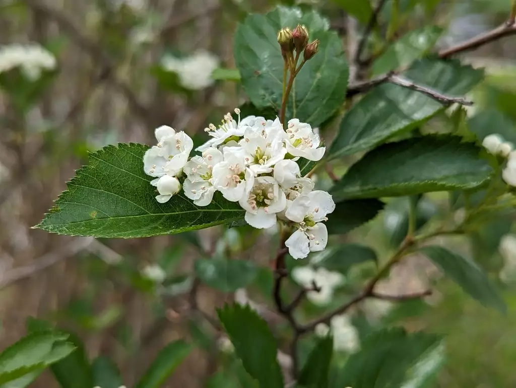 Crataegus douglasii - Flowering Tree,Medicinal Herbs,Tree,Web page ...