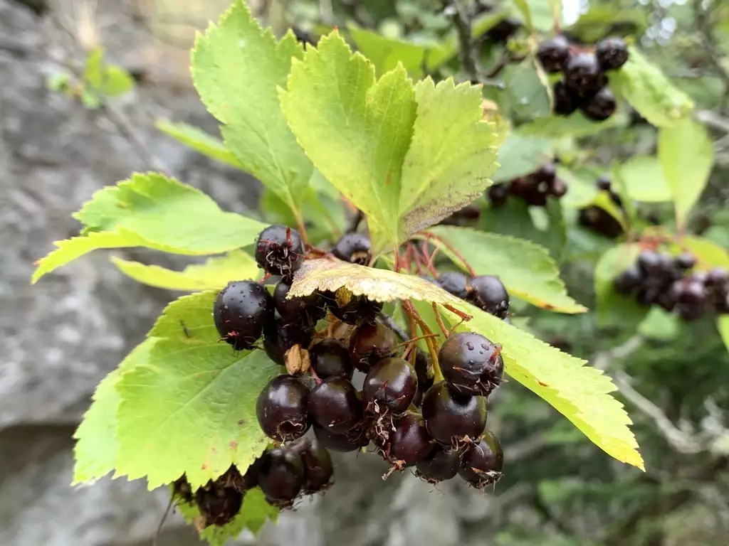 Crataegus douglasii - Flowering Tree,Medicinal Herbs,Tree,Web page ...