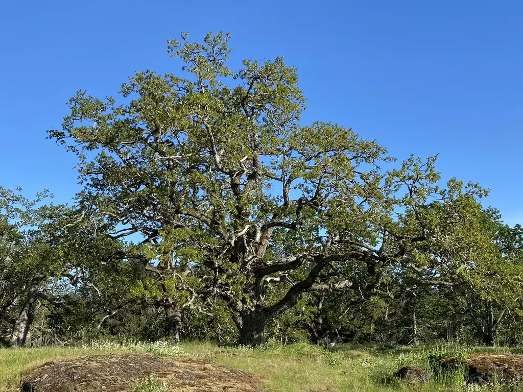 Quercus garryana - Hardwood - Oregon White Oak