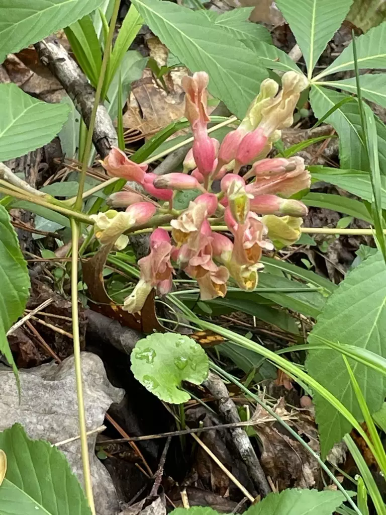 Aesculus sylvatica - Flowering Tree,Medicinal Herbs - Dwarf Buckeye ...