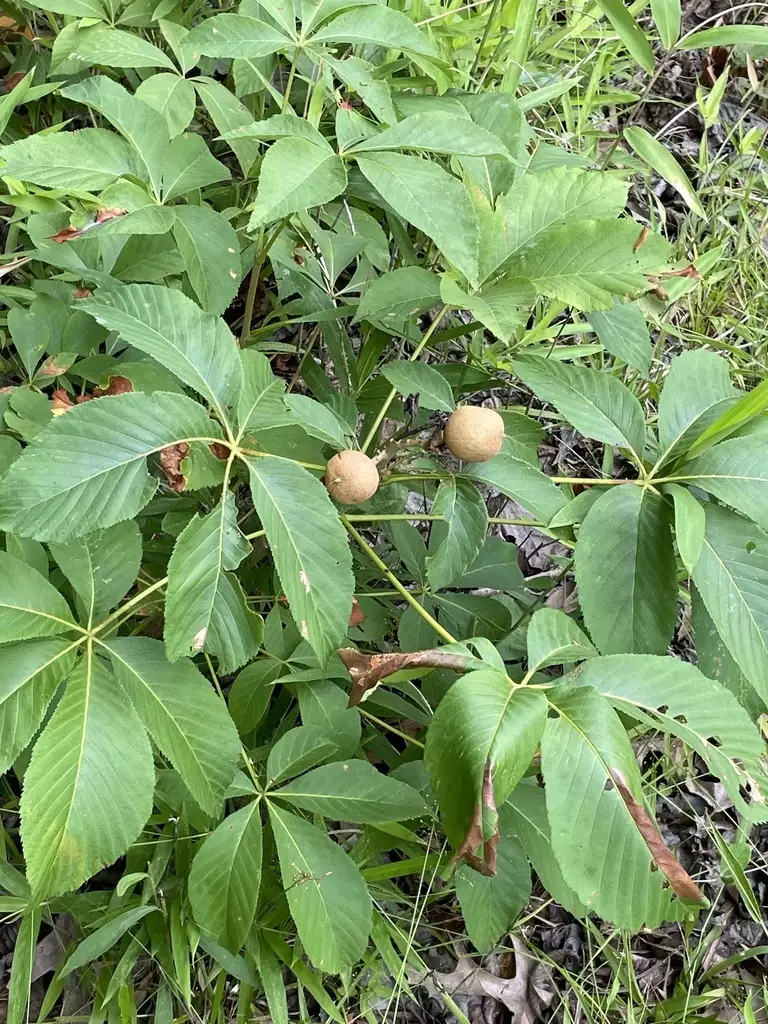 Aesculus sylvatica - Flowering Tree,Medicinal Herbs - Dwarf Buckeye ...