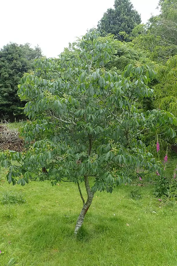 Aesculus sylvatica - Flowering Tree,Medicinal Herbs - Dwarf Buckeye ...