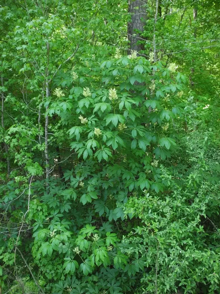 Aesculus sylvatica - Flowering Tree,Medicinal Herbs - Dwarf Buckeye ...