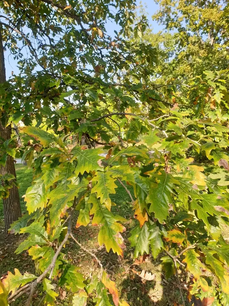 Quercus X schuettei - Web page Navigation - Shuette's Oak