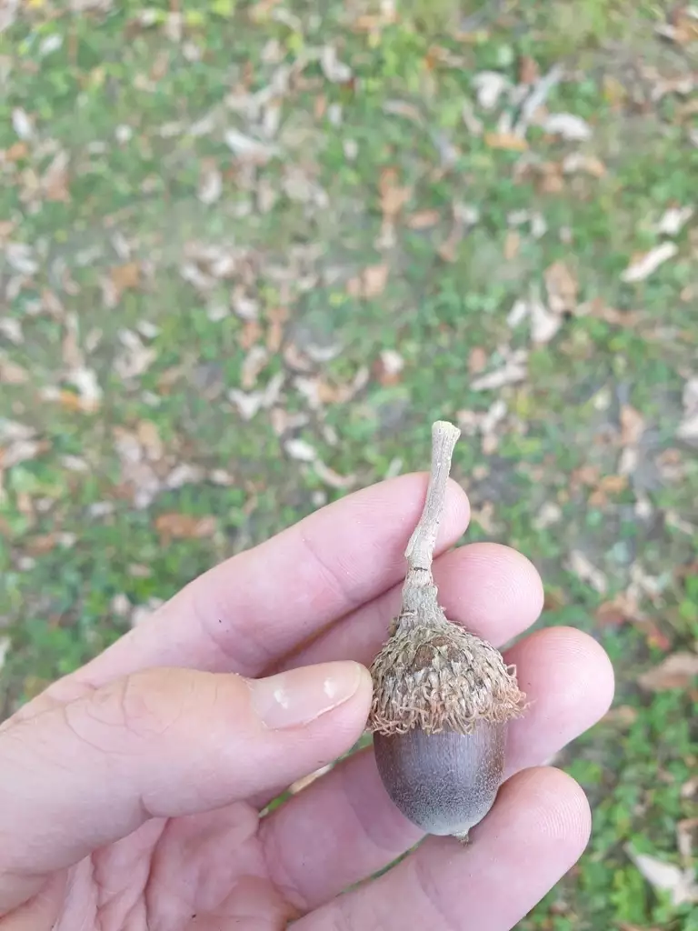 Quercus X schuettei - Web page Navigation - Shuette's Oak