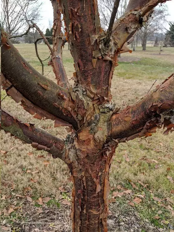 Acer griseum fresh/green seed - Hardwood - Paper Bark Maple, Paperbark ...
