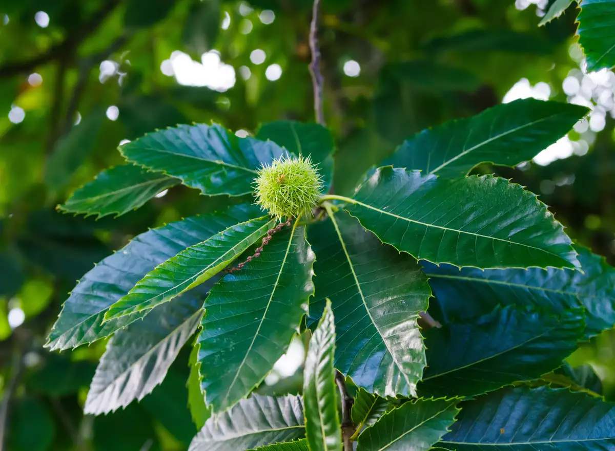 Castanea dentata var. x mollisima - Edible Fruit/Nuts,Fruits - American ...