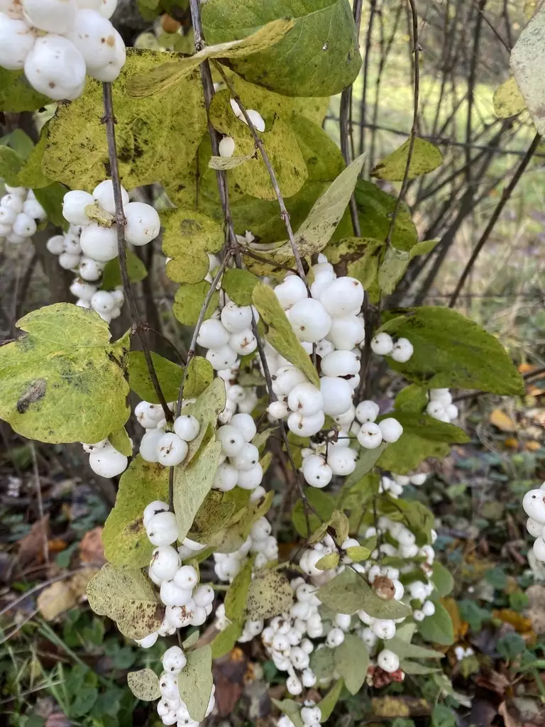 Symphoricarpos albus - Shrub - Common Snowberry, Snowberry, Wax Berry