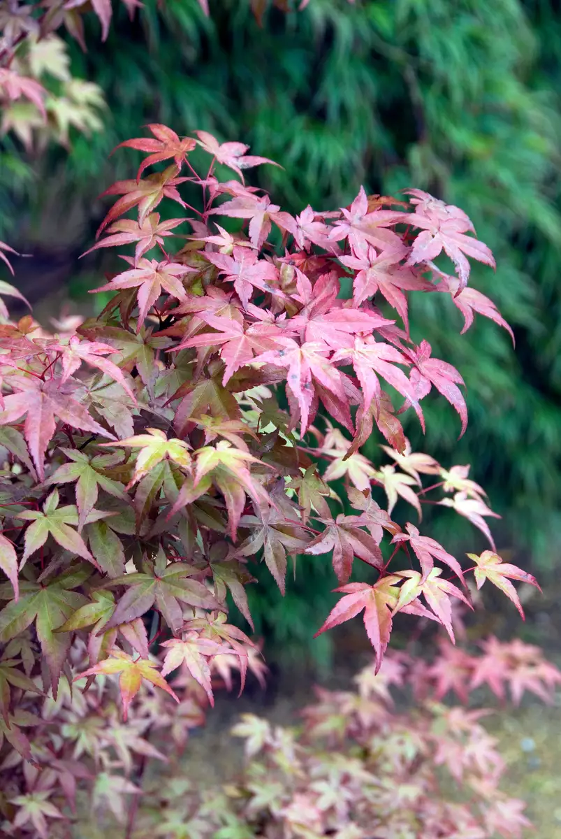 Acer palmatum 'Deshojo' dry seed - Web page Navigation - Deshojo ...