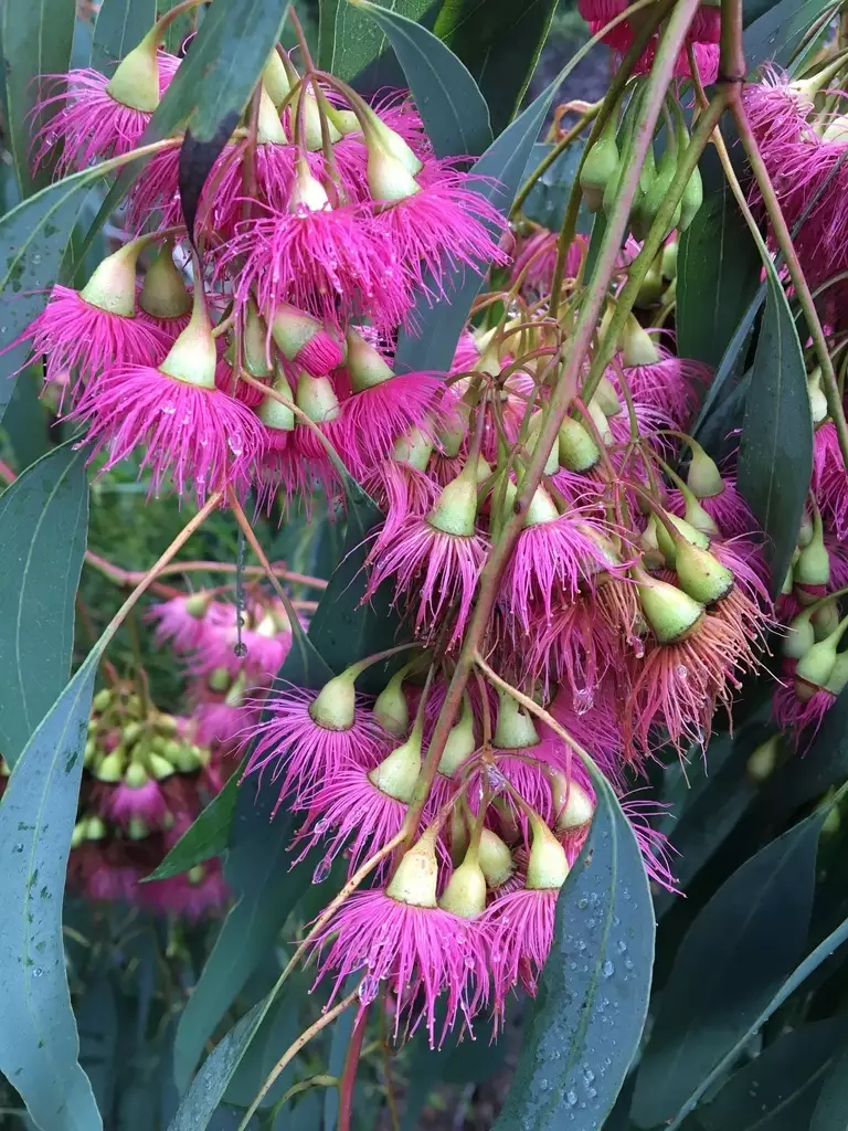 Eucalyptus Sideroxylon