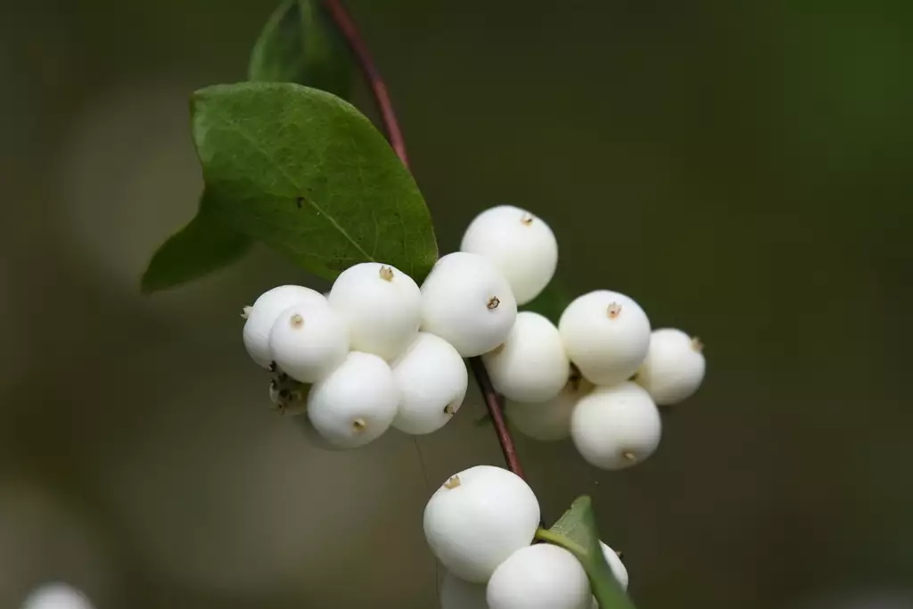 Symphoricarpos albus - Shrub - Common Snowberry, Snowberry, Wax Berry