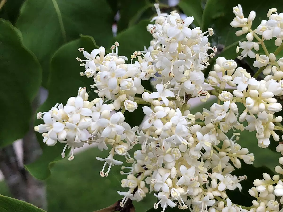 Syringa reticulata - Flowering Tree - Japanese Tree Lilac