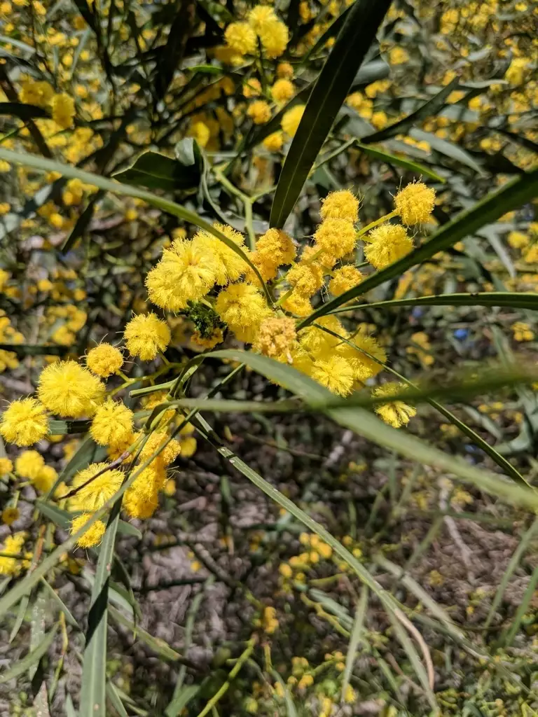 Acacia retinodes - Web page Navigation - Silver Wattle, Swamp Wattle ...