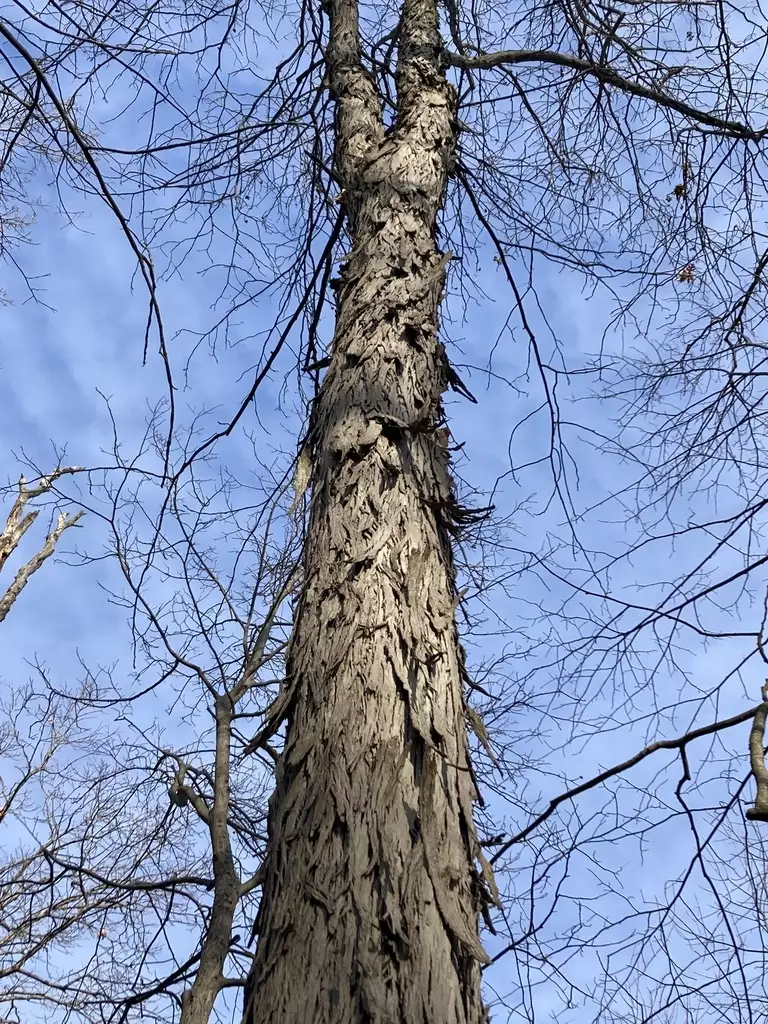 Carya ovata Northern - Deciduous,Hardwood,Shade Tree - Shagbark Hickory