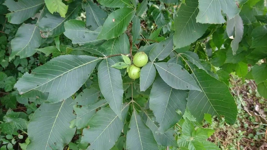 Carya ovata Northern - Deciduous,Hardwood,Shade Tree - Shagbark Hickory