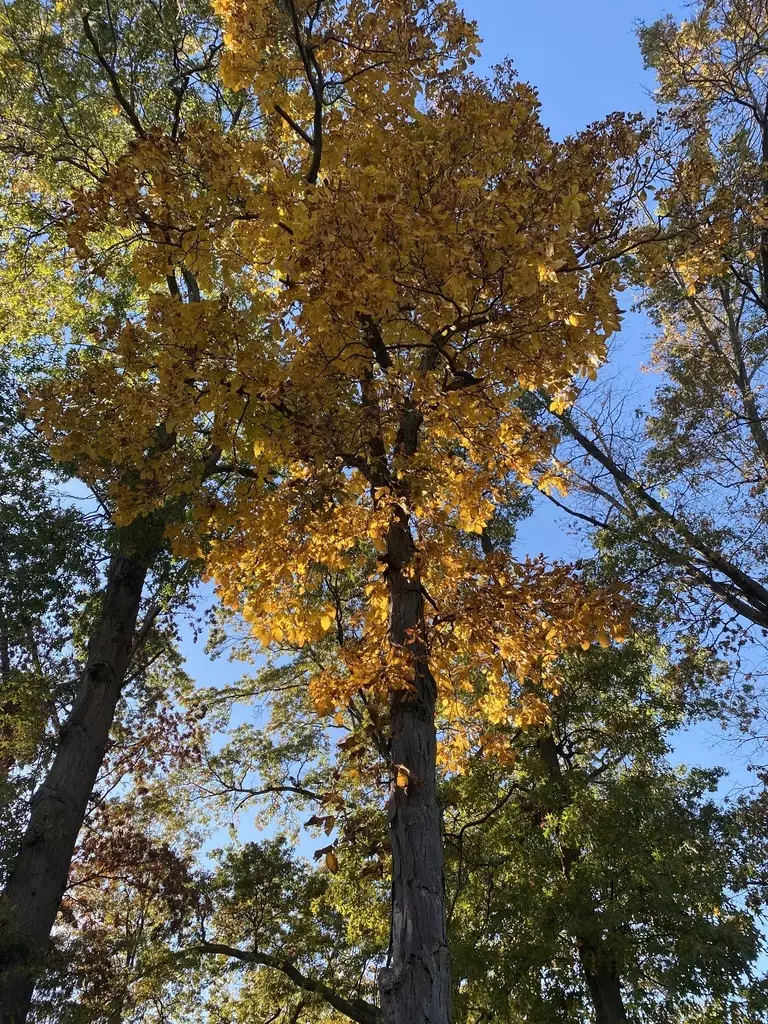 Carya ovata Northern - Deciduous,Hardwood,Shade Tree - Shagbark Hickory
