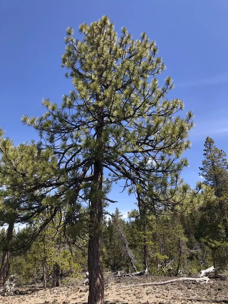 Pinus ponderosa ssp. ponderosa - Conifer - North Plateau Ponderosa Pine ...