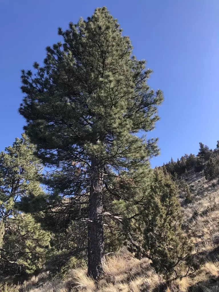 Pinus ponderosa ssp. ponderosa - Conifer - North Plateau Ponderosa Pine ...