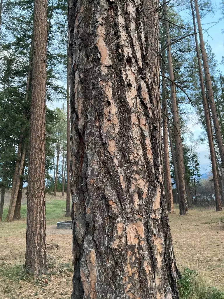 Pinus ponderosa ssp. ponderosa - Conifer - North Plateau Ponderosa Pine ...