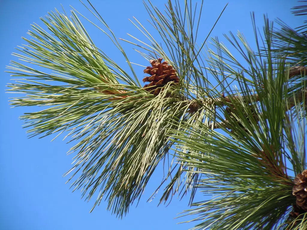 Pinus ponderosa ssp. ponderosa - Conifer - North Plateau Ponderosa Pine ...