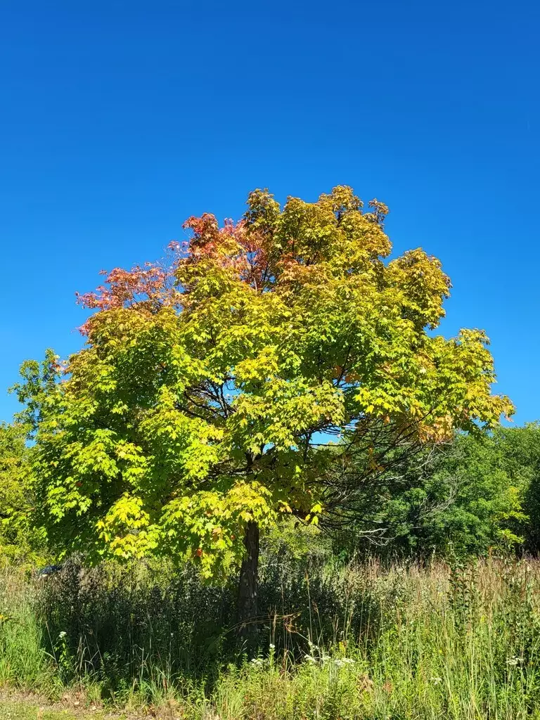 Acer saccharum Northern Zone 5 wings - Web page Navigation - Canada ...