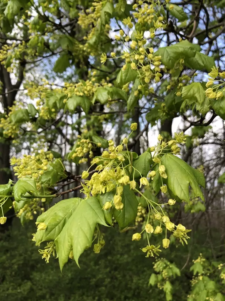 Acer saccharum Northern Zone 5 wings - Web page Navigation - Canada ...